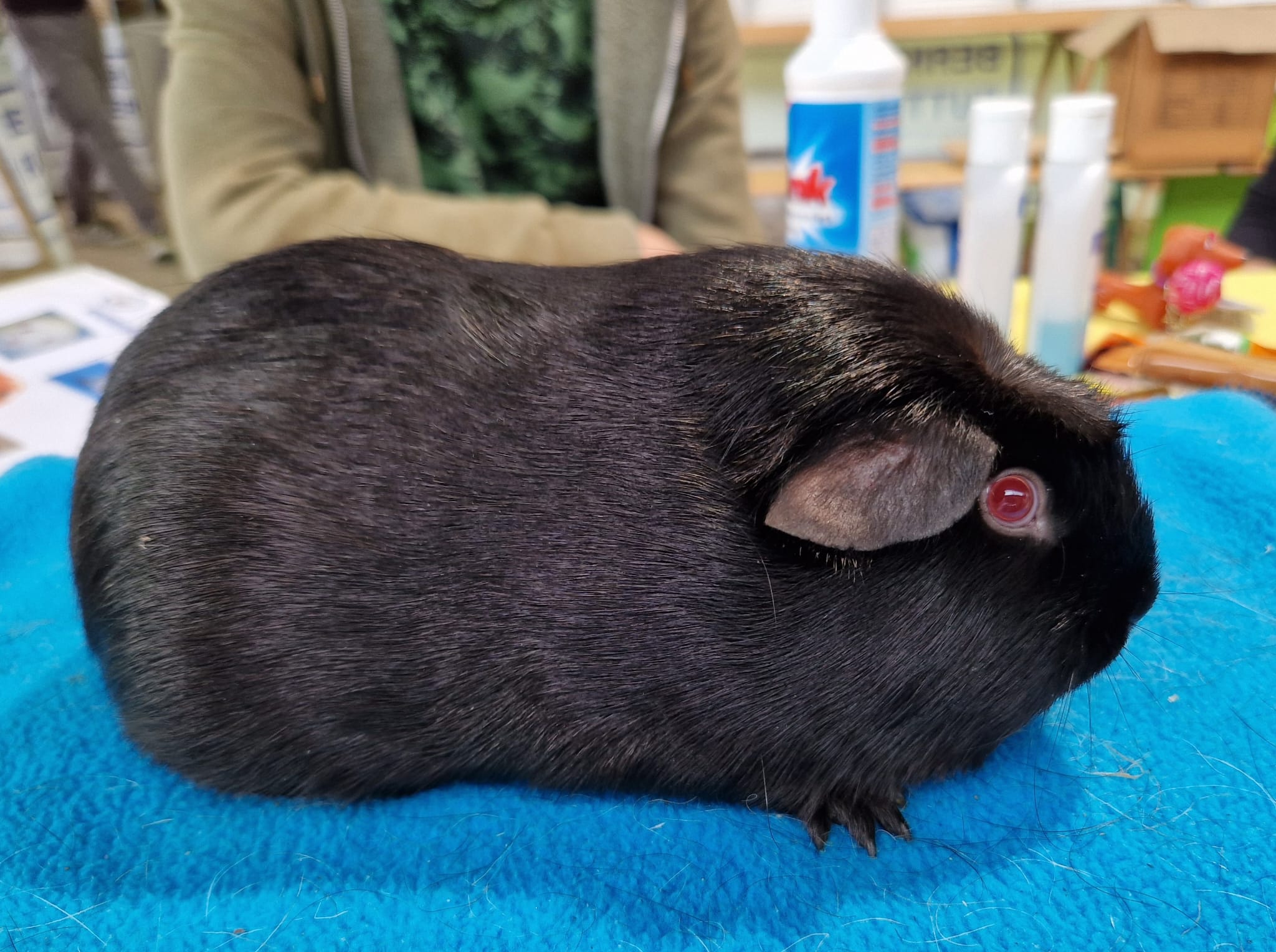 Pink Devil Meerschweinchen – OMNC e.V.